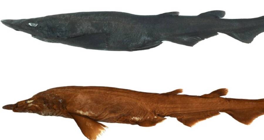 New Deep-Sea Demon Catshark Species Discovered In Australia