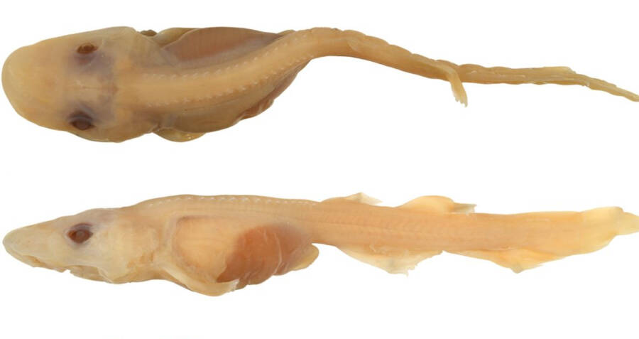 New Deep-Sea Demon Catshark Species Discovered In Australia
