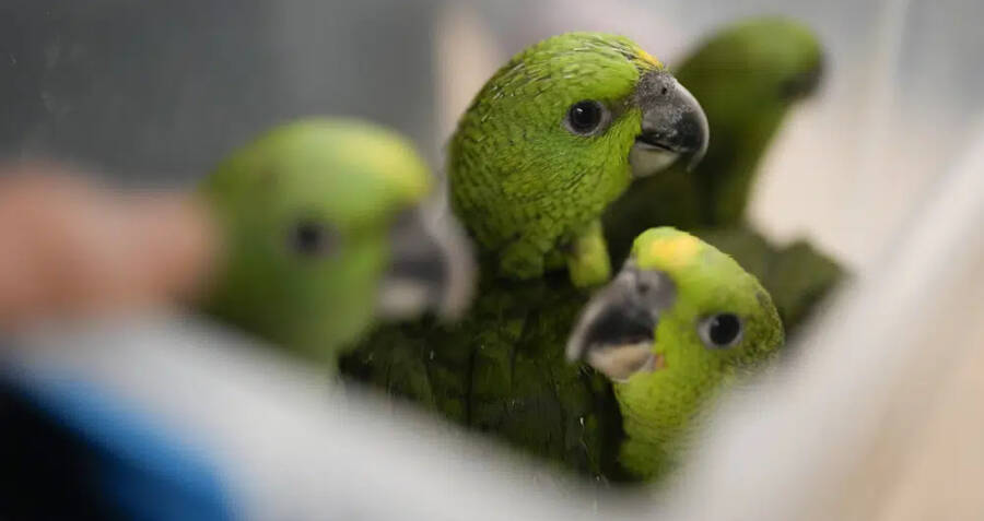 Man Caught Trying To Smuggle Parrot Eggs When They Hatched