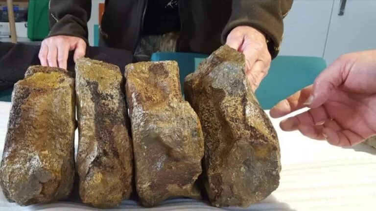 'Ginormous' Pliosaur Bones Found By Chance In U.K. Museum