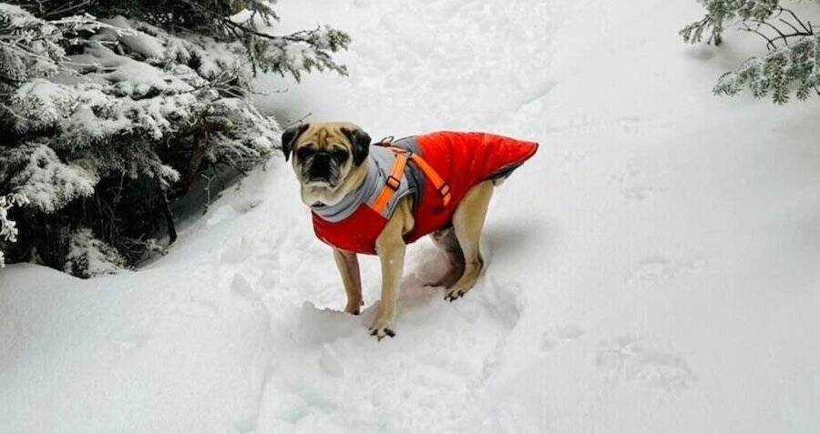 Pug Hikes All Of New Hampshire's 4,000-Foot-Tall Mountains