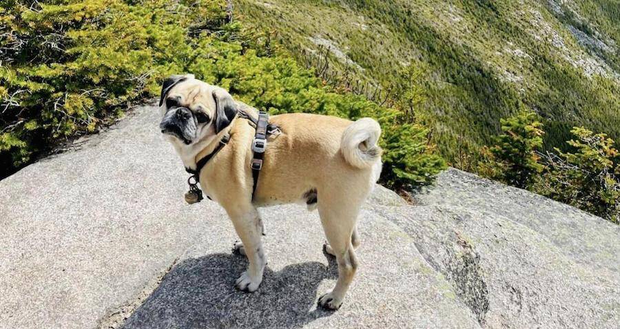 Pug Hikes All Of New Hampshire's 4,000-Foot-Tall Mountains