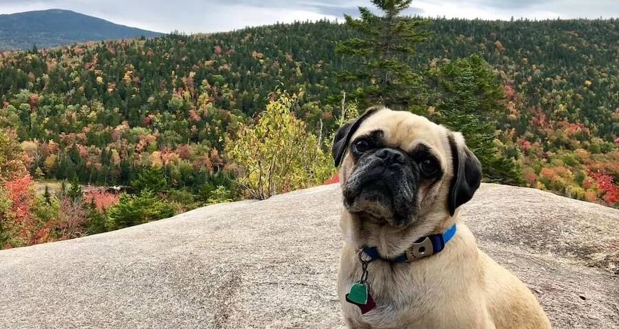 Pug Hikes All Of New Hampshire's 4,000-Foot-Tall Mountains