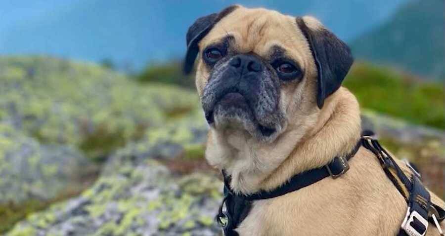 Pug Hikes All Of New Hampshire's 4,000-Foot-Tall Mountains