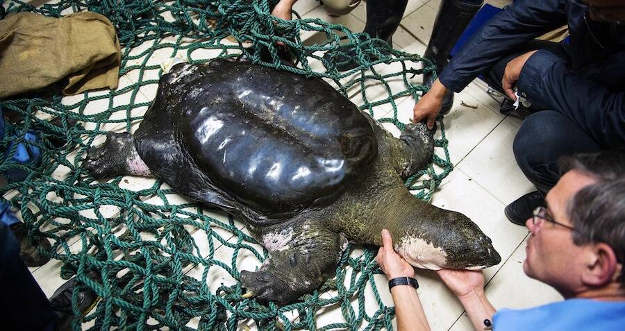 Last Known Giant Yangtze Softshell Turtle Female Dies