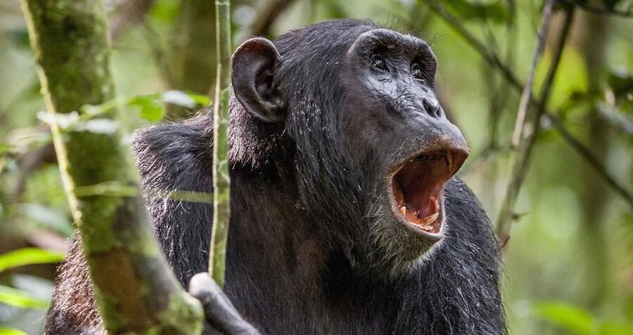Fake Snake Prank Reveals The Unique Language Of Chimpanzees