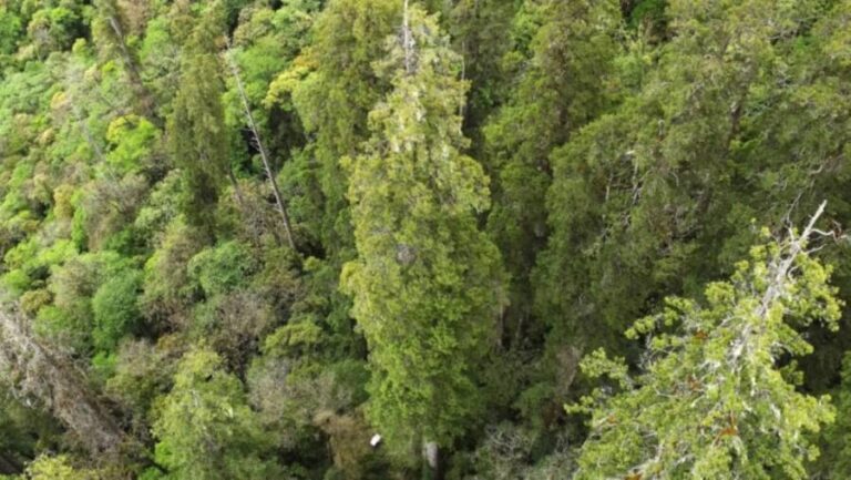 Tallest Tree In Asia Found In World's Deepest Canyon In Tibet