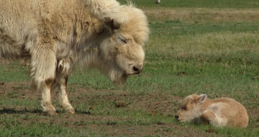 This Rare White Bison Was Just Born At A Wyoming State Park