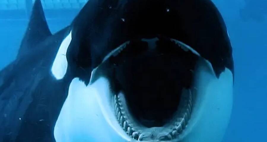 Tilikum, The Captive Orca From ‘Blackfish’ Who Killed His Trainer