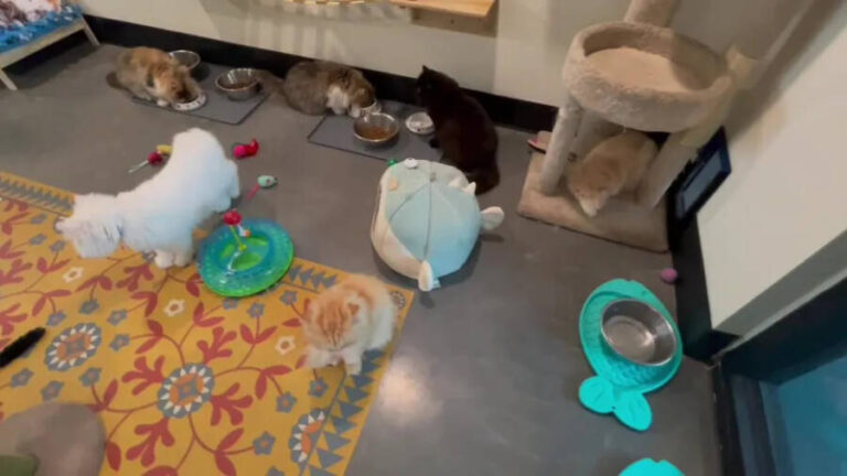 Florida Woman Leaves Millions To Her Seven Cats After Her Death