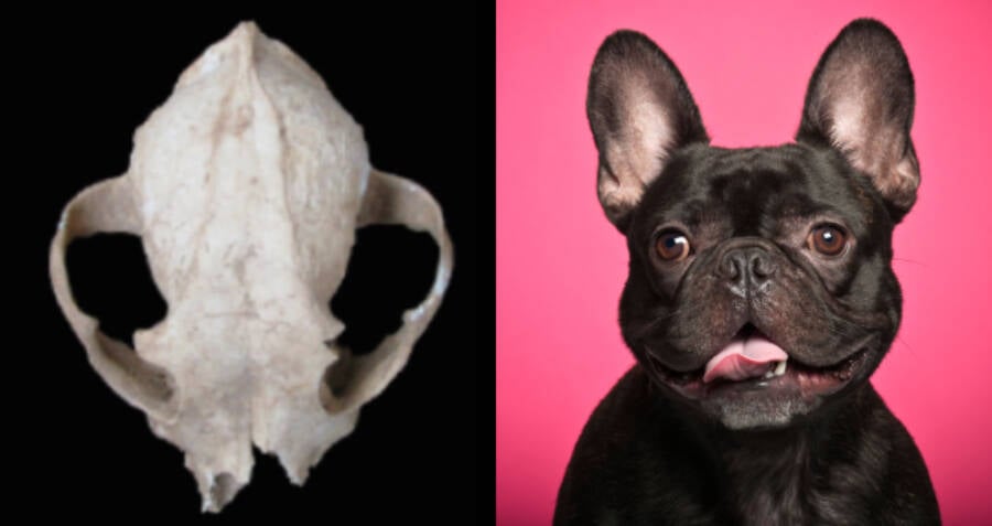 Skull Shows Romans Once Bred Flat-Faced Dogs As Companions
