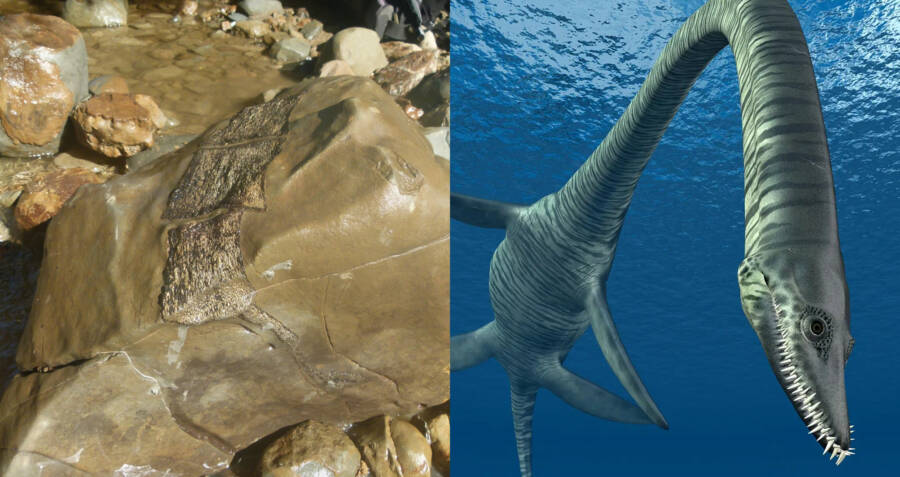 Cyclone Reveals Enormous Fossils Of Two Extinct Marine Reptiles