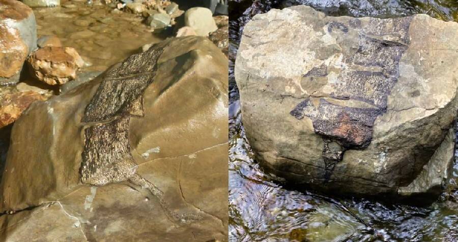 Cyclone Reveals Enormous Fossils Of Two Extinct Marine Reptiles