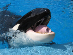 Tilikum, The Captive Orca From ‘Blackfish’ Who Killed His Trainer