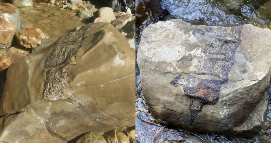 Cyclone Reveals Enormous Fossils Of Two Extinct Marine Reptiles