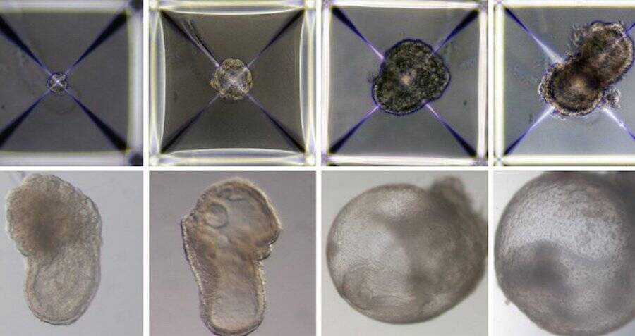 Scientists Created Synthetic Human Embryos, Raising Ethical Questions