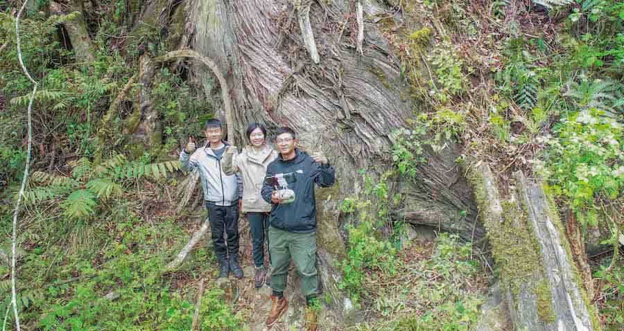 Tallest Tree In Asia Found In World's Deepest Canyon In Tibet