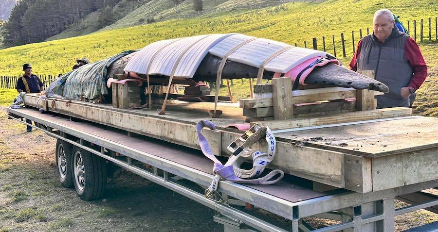 150-Year-Old Māori Canoe Known As A Waka Found In New Zealand's Pātea River