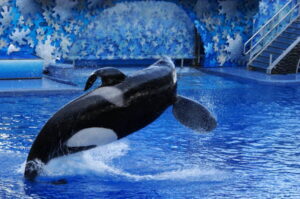 Tilikum, The Captive Orca From ‘Blackfish’ Who Killed His Trainer