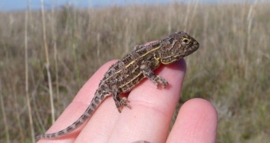 Victorian Earless Dragon Thought To Be Extinct Found In The Wild