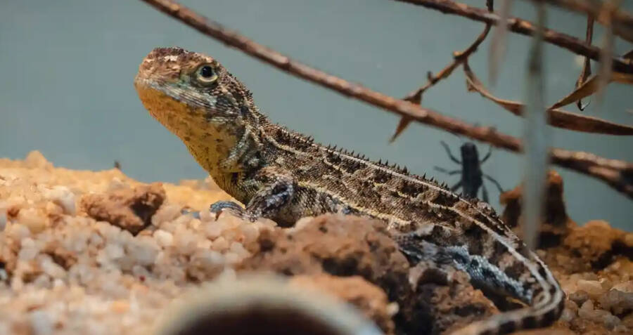 Victorian Earless Dragon Thought To Be Extinct Found In The Wild