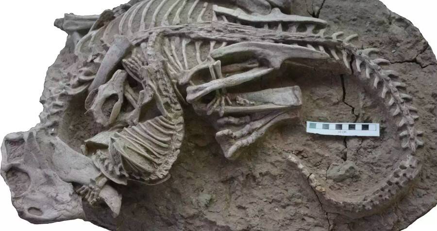 Prehistoric Fossil Shows Mammal And Dinosaur In Mortal Combat