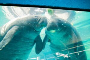 Beloved Manatee Hugh Dies After 'High-Intensity" Sex With Brother