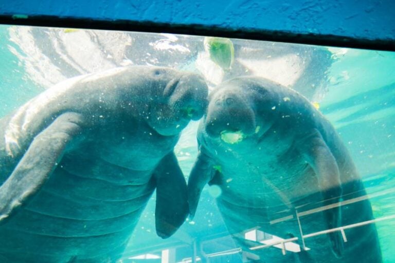 Beloved Manatee Hugh Dies After High Intensity Sex With Brother