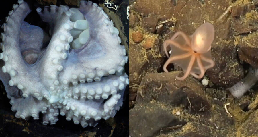 Scientists Find Rare Octopus Nurseries Off Costa Rican Coast