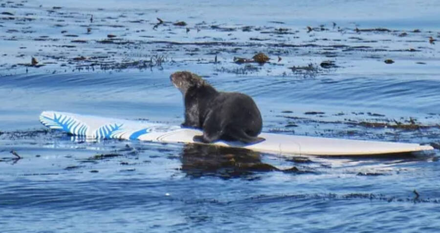 This Otter Has Been Terrorizing Surfers And Stealing Their Boards