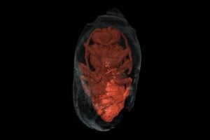 3,000-Year-Old Bees Found Mummified In Their Cocoons