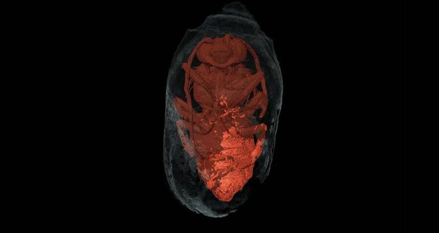 3,000-Year-Old Bees Found Mummified In Their Cocoons