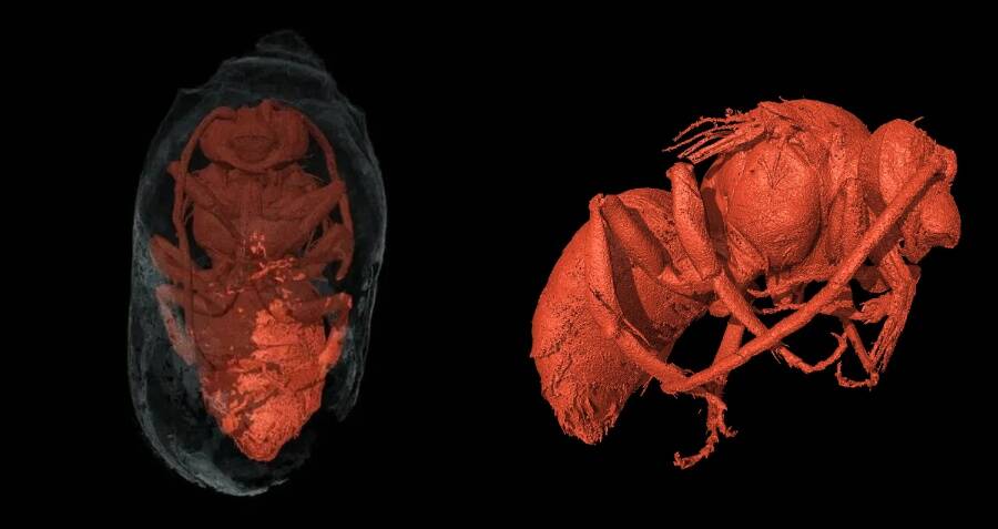 3,000-Year-Old Bees Found Mummified In Their Cocoons