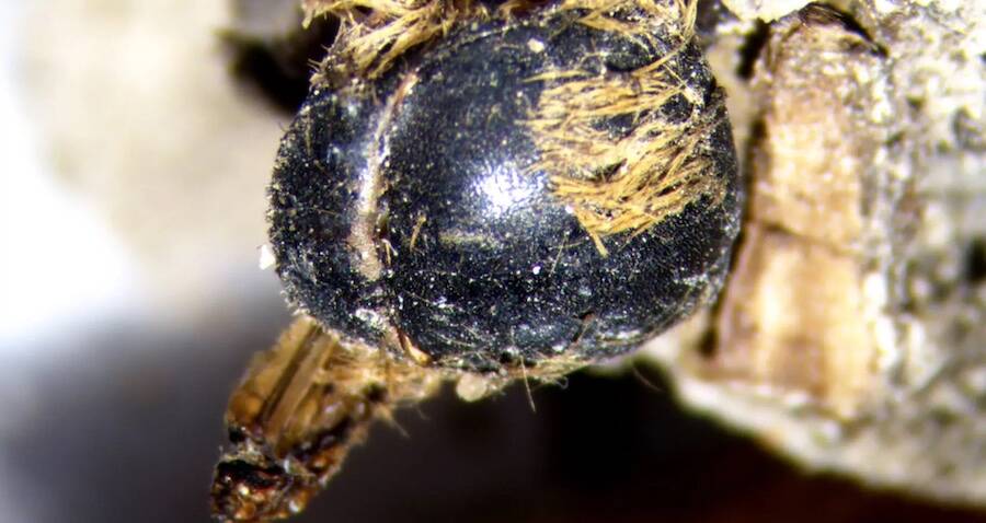 3,000-Year-Old Bees Found Mummified In Their Cocoons