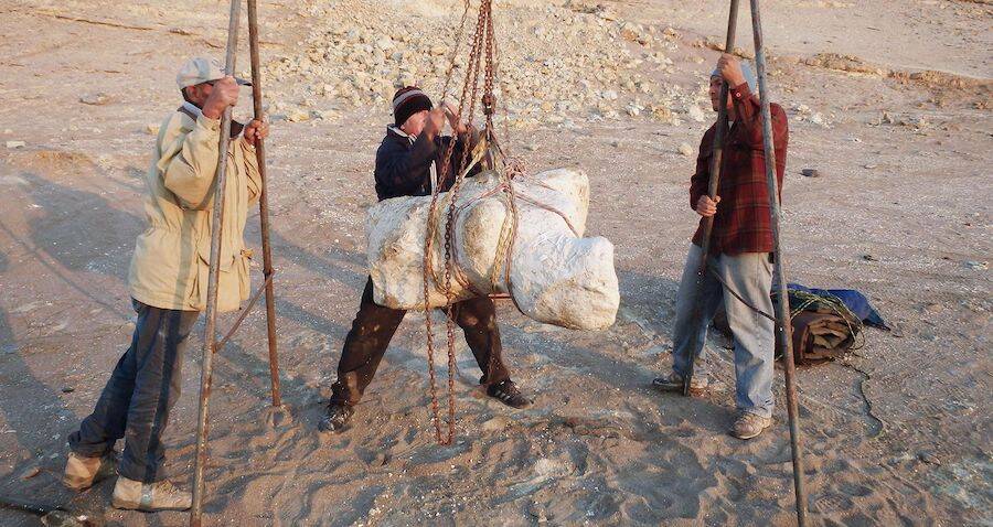 Newly Discovered Whale May Have Been Heaviest Animal Ever