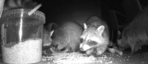 Raccoons Are Breaking Into German Homes And Stealing Beer