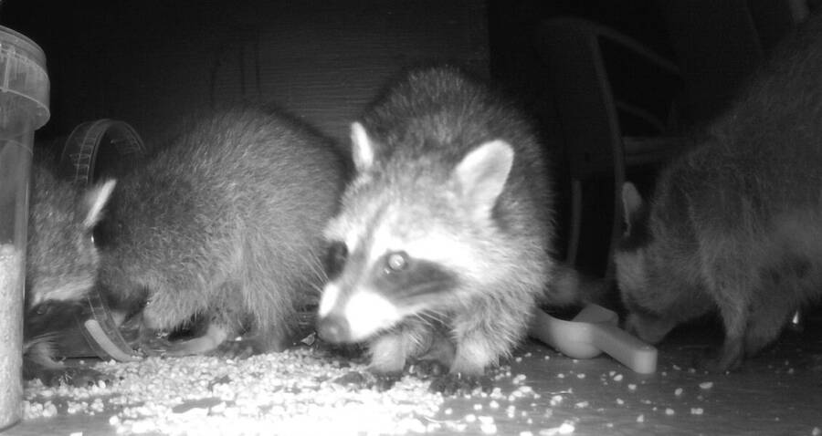 Raccoons Are Breaking Into German Homes And Stealing Beer