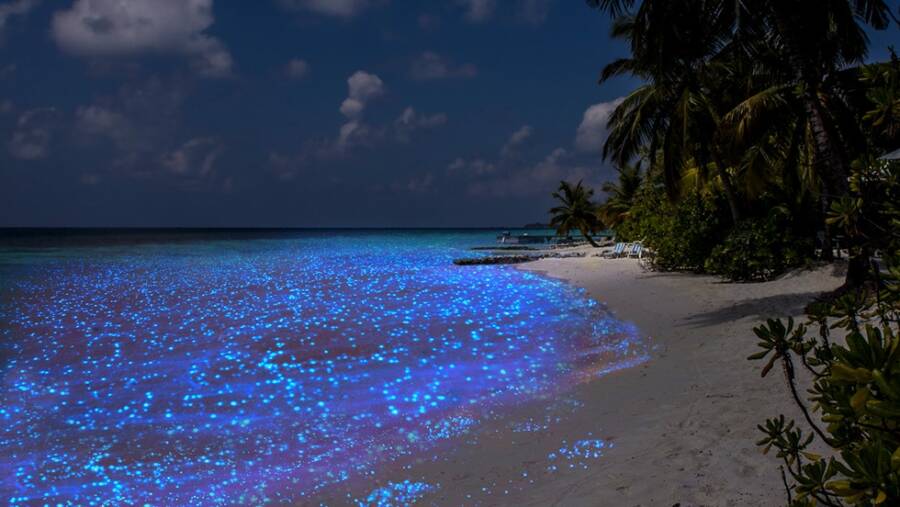 Explore The Sparkling Sea Of Stars In The Maldives