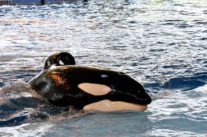 The Tragic Story Behind Shamu, SeaWorld's Most Famous Orca