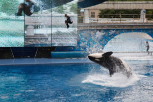 The Tragic Story Behind Shamu, SeaWorld's Most Famous Orca
