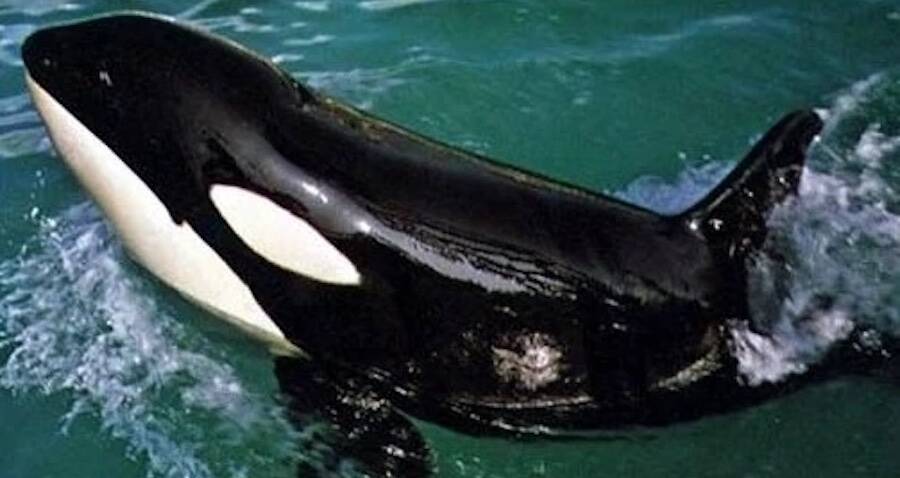 The Tragic Story Behind Shamu, SeaWorld's Most Famous Orca