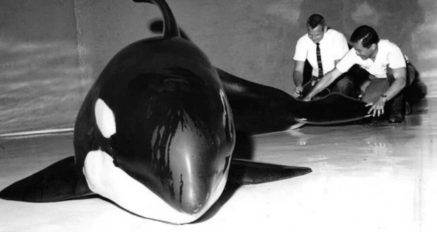 The Tragic Story Behind Shamu, SeaWorld's Most Famous Orca