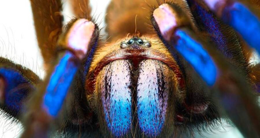 Stunning Electric Blue Tarantula Species Discovered In Thailand