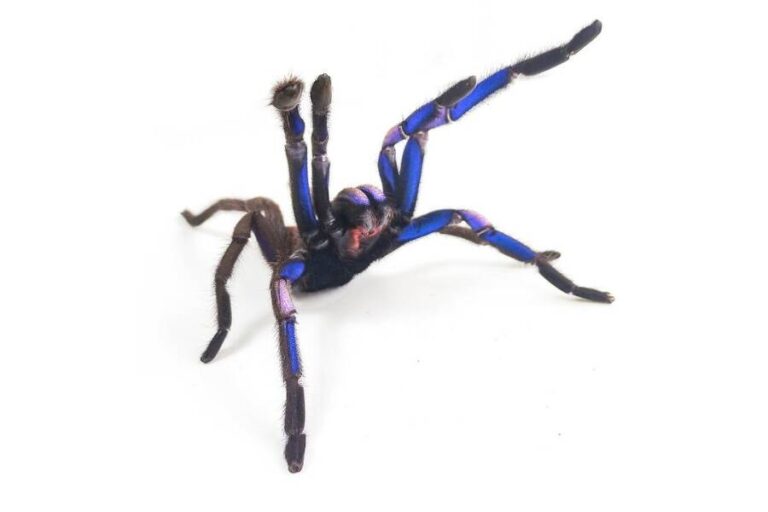 Stunning Electric Blue Tarantula Species Discovered In Thailand