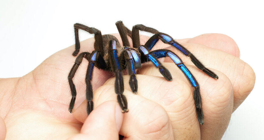 Stunning Electric Blue Tarantula Species Discovered In Thailand