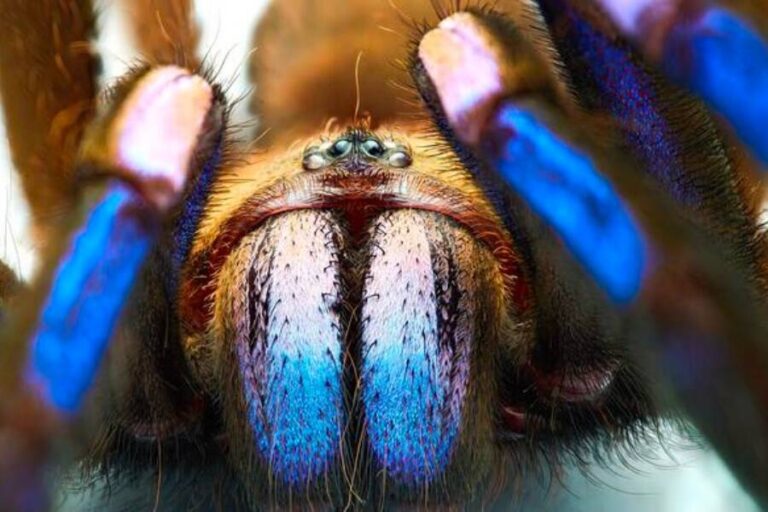 Stunning Electric Blue Tarantula Species Discovered In Thailand