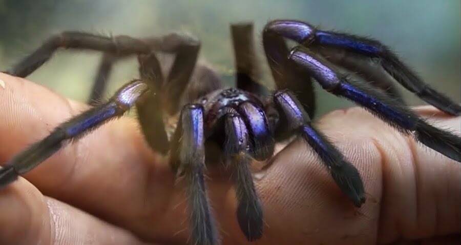 Stunning Electric Blue Tarantula Species Discovered In Thailand