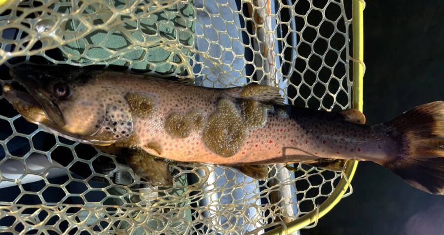 Montana Faces 'Zombie' Trout Threat As Populations Decline