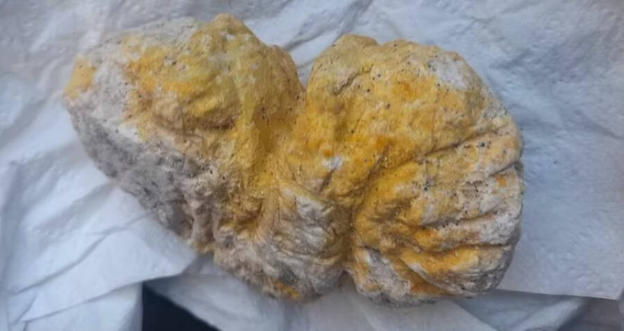 Dog May Have Found Valuable Ambergris On Scottish Beach