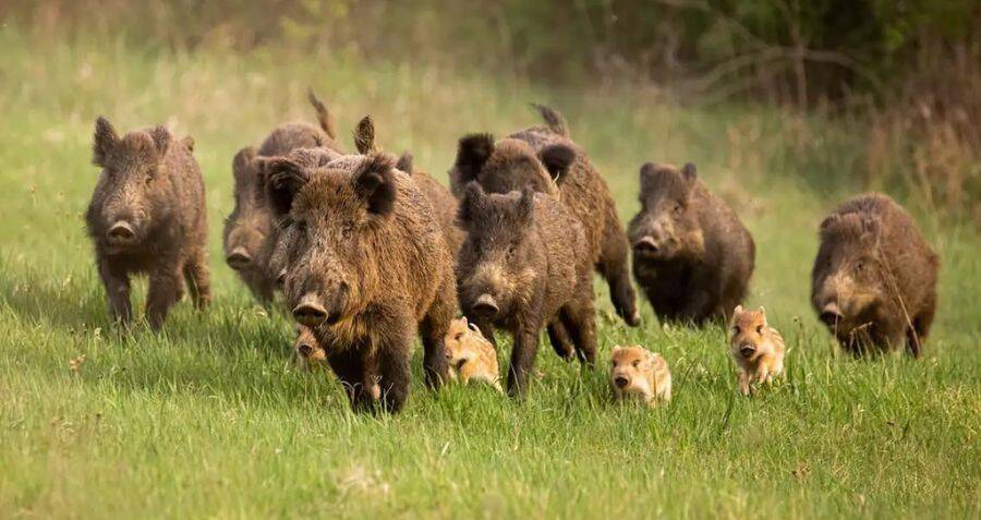 Intelligent Canadian 'Super Pigs' May Soon Spread To U.S.